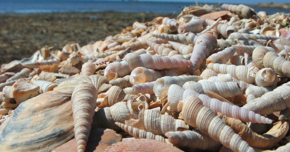 Bivalve shells’ cemetery | Visit Ankaran