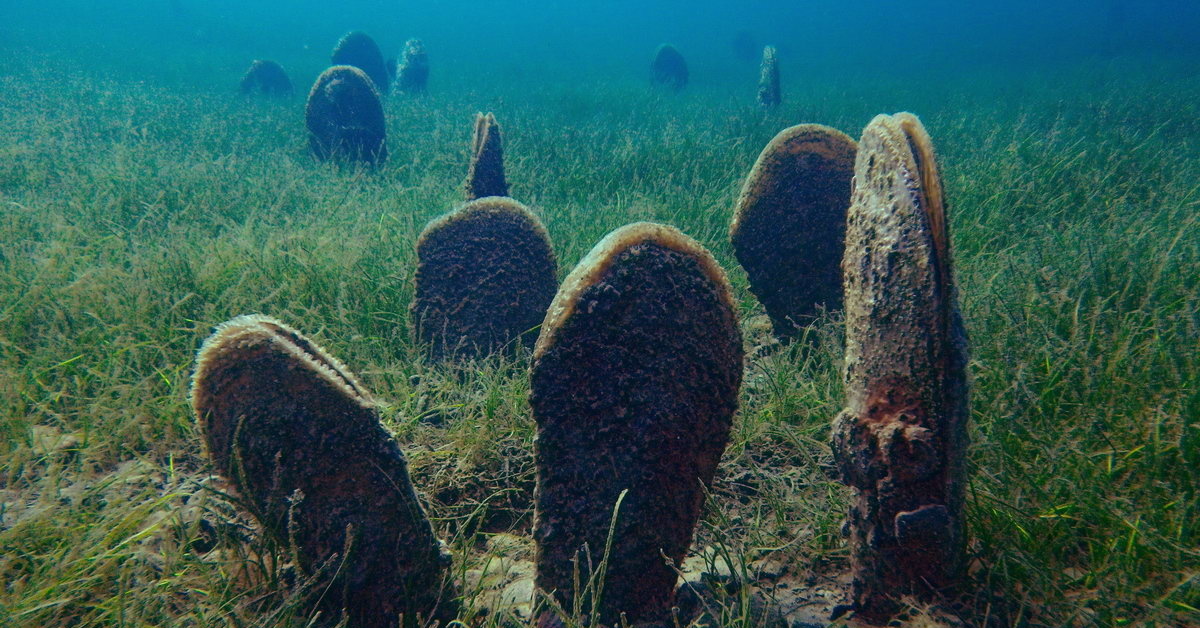 Morje in morsko obrežje | Visit Ankaran